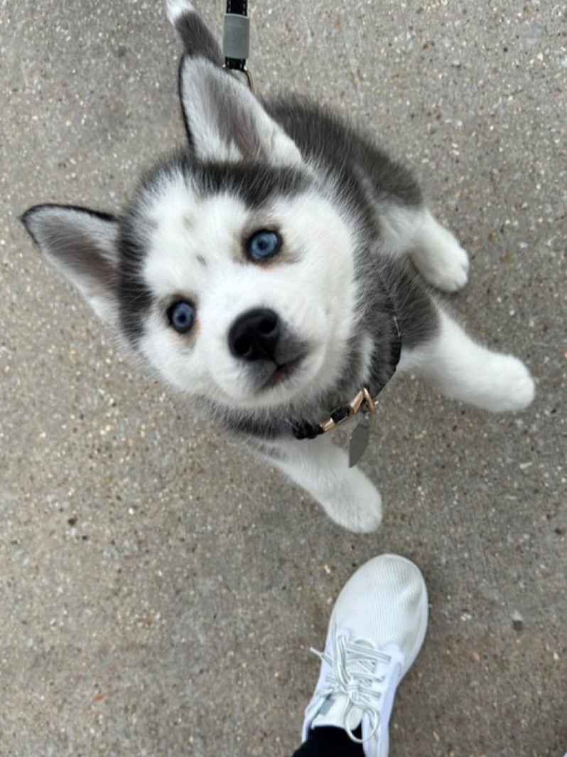 Stop Here for a Puppy Break