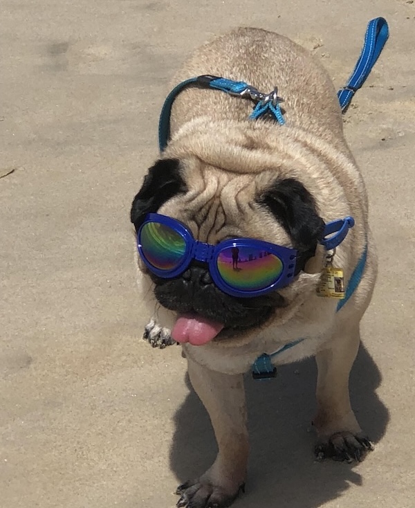 ICYMI: theChive Weekly Round-Up!