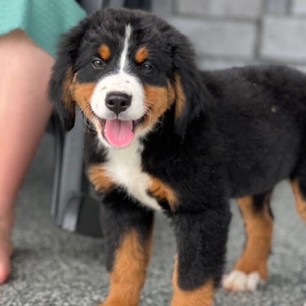 Stop Here for a Puppy Break