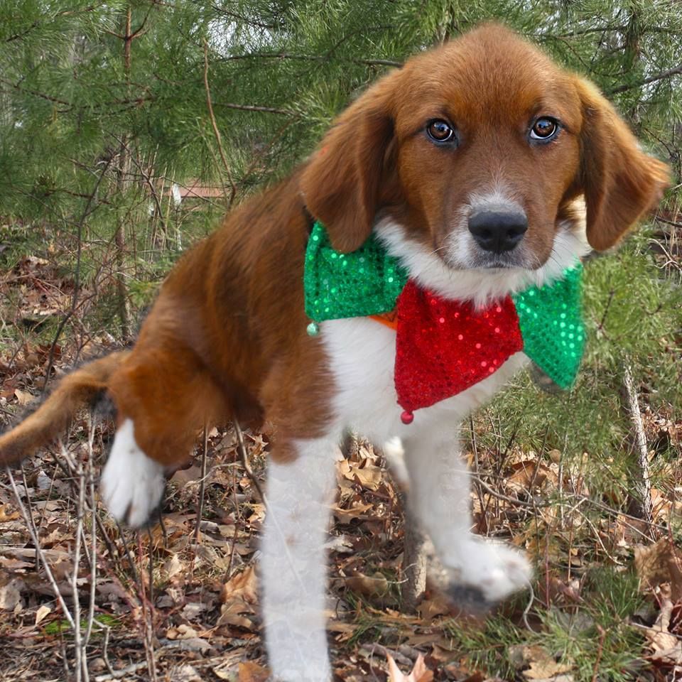 Stop Here for a Puppy Break