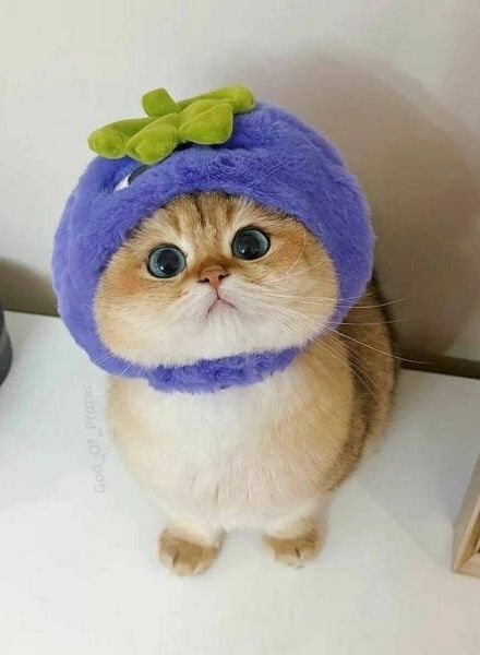 The Cats Are Here, so Let’s Play!
