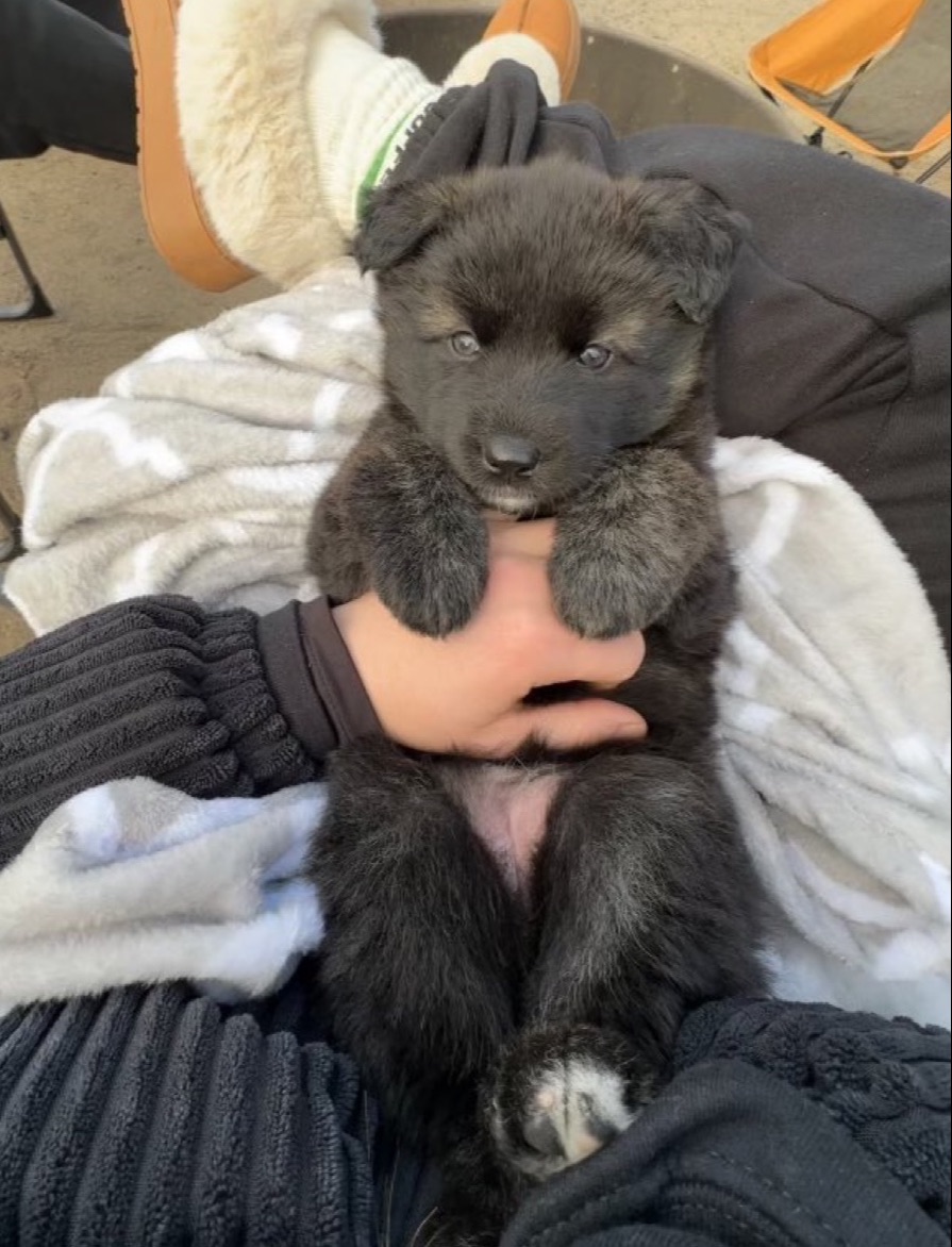 Stop Here for a Puppy Break