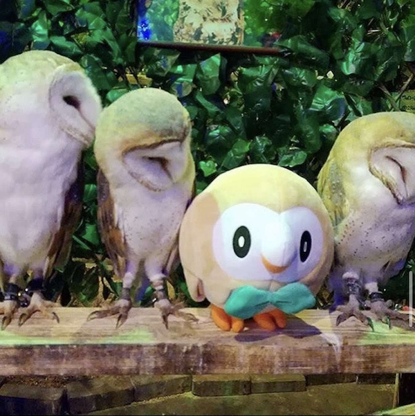 Funny animals, both wild and domesticad, cracking us all up