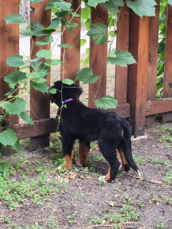 Stop Here for a Puppy Break
