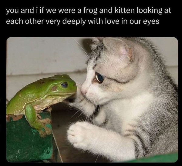 These frog memes are ribbeting...get it?