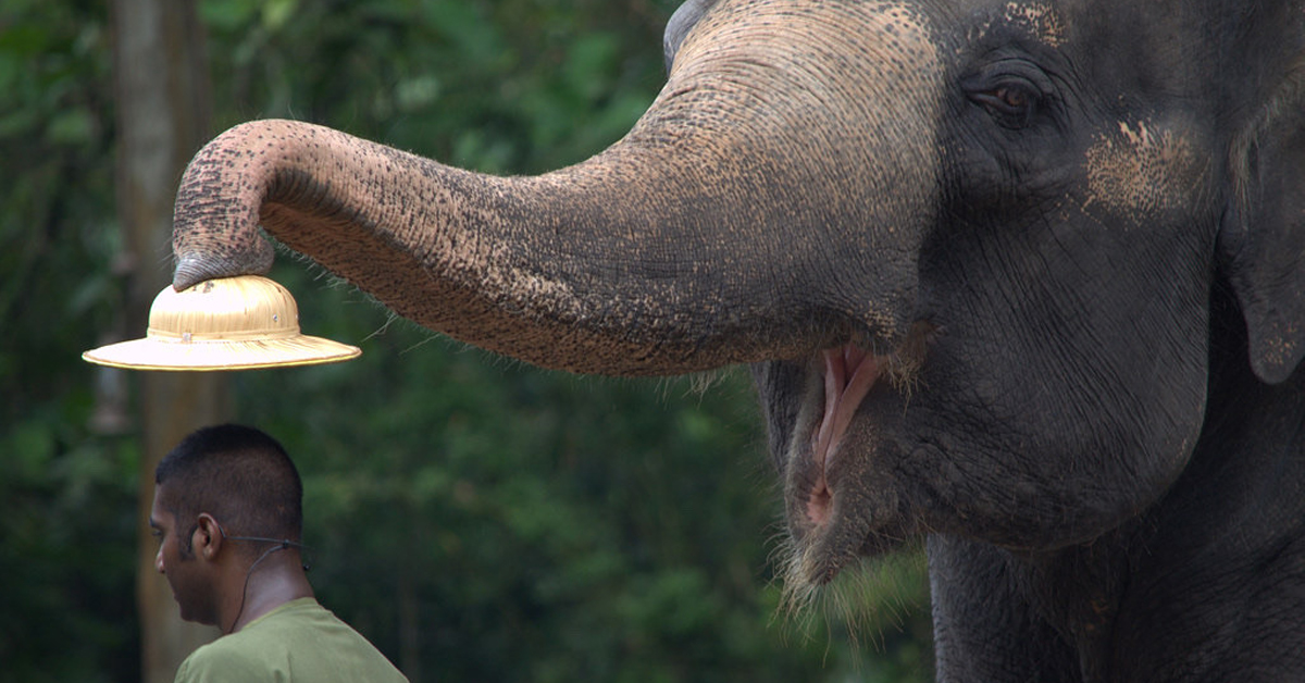 Funny Animal Pictures | Funny Pet Videos - theCHIVE