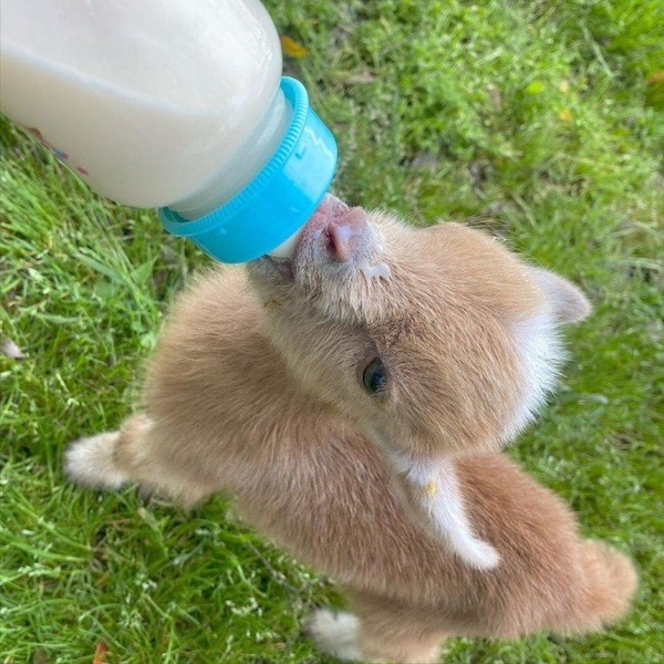 A gathering of amusing animals that will make us all howl with LOLs