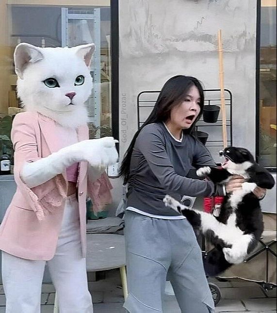 The Cats Are Here, so Let’s Play!