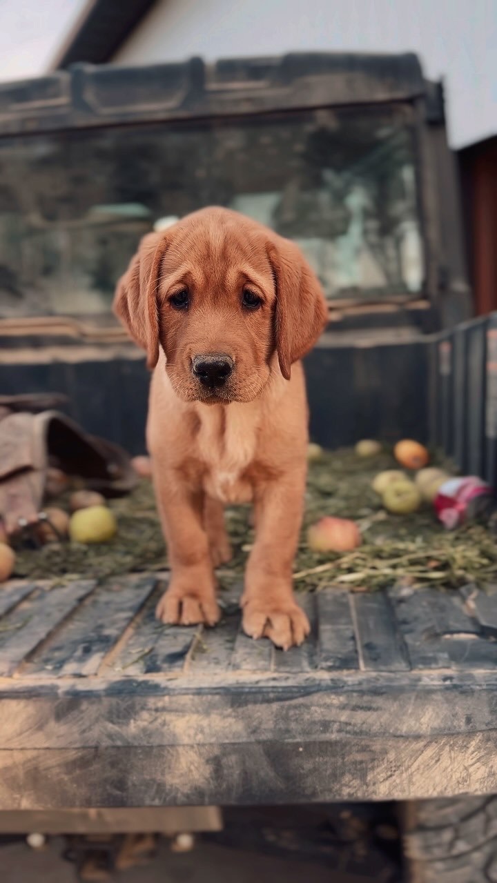 Stop Here for a Puppy Break