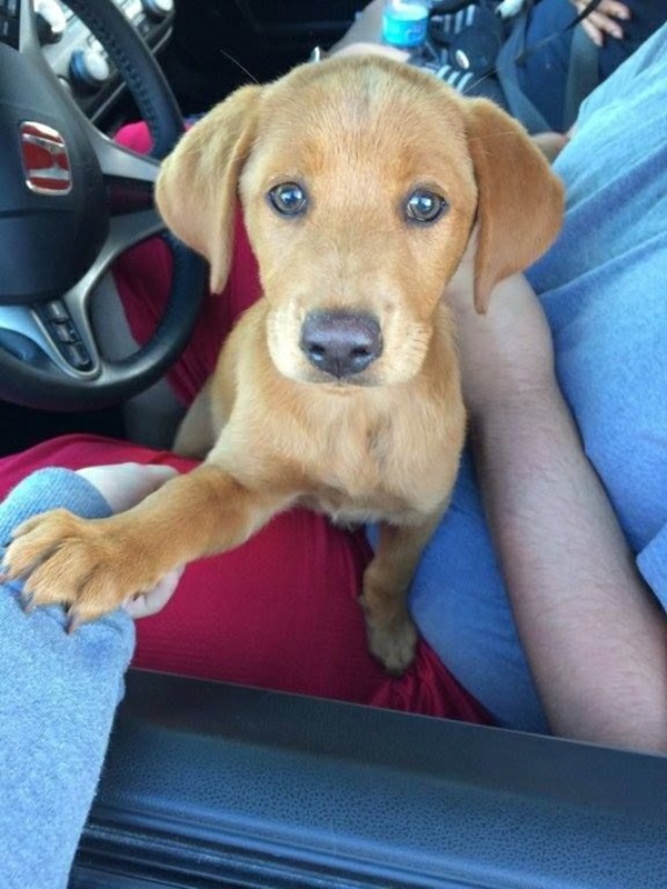 Stop Here for a Puppy Break