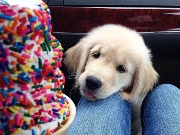 Stop Here for a Puppy Break