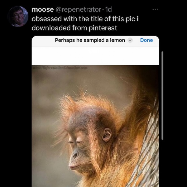 Silly Stupid Memes for Snoozy Saturday Sloths (29 Photos)