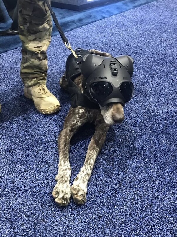 Dogs in goggles shine so bright I need some of my own