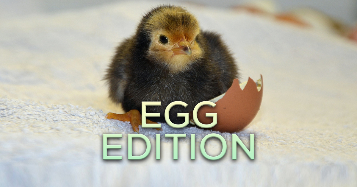 Absolutely absurd animal anecdotes