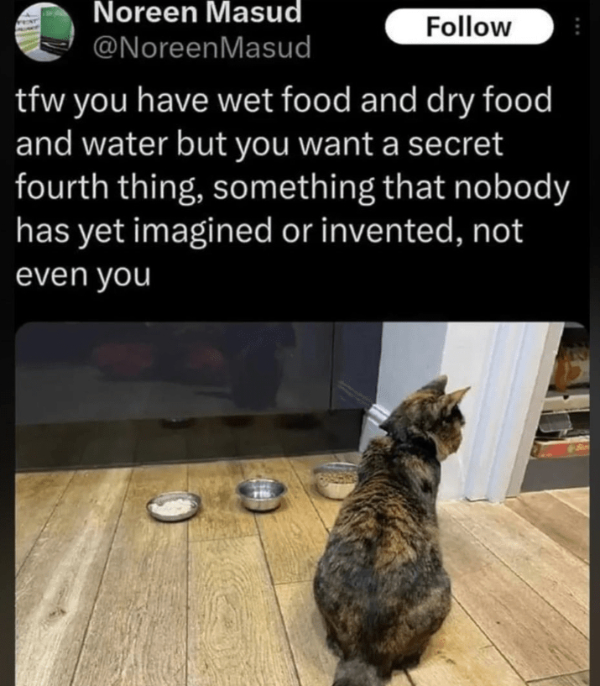 Get Your Paws in the Air, It’s Cat Saturday!