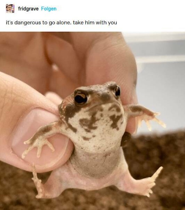 Funny animals, both wild and domesticad, cracking us all up