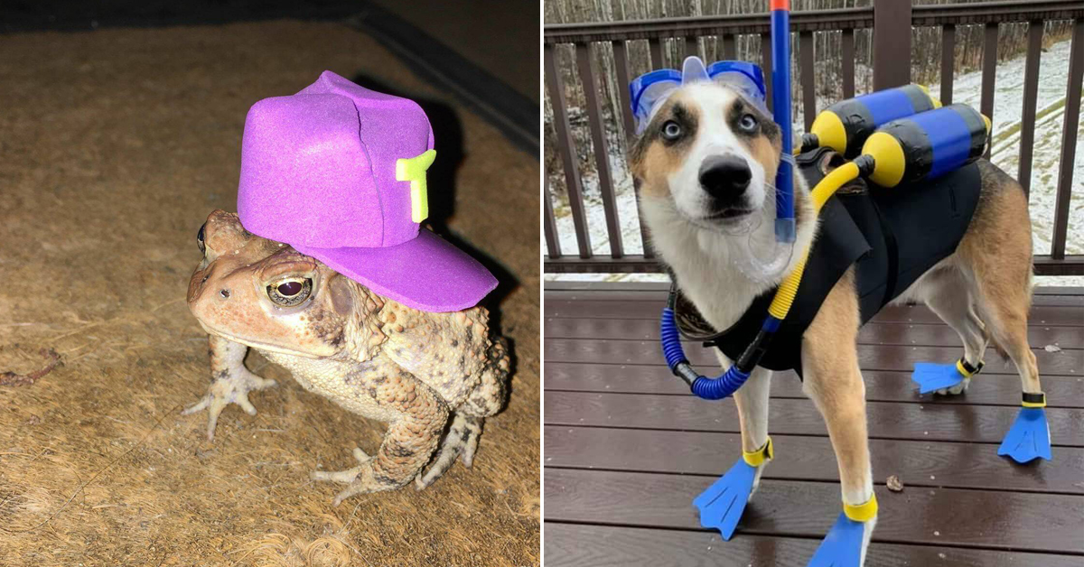 Funny Animal Pictures | Funny Pet Videos - theCHIVE