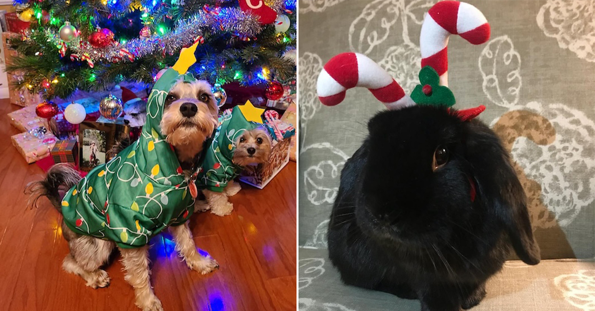 Funny Christmas Pictures, Memes and Videos - theCHIVE