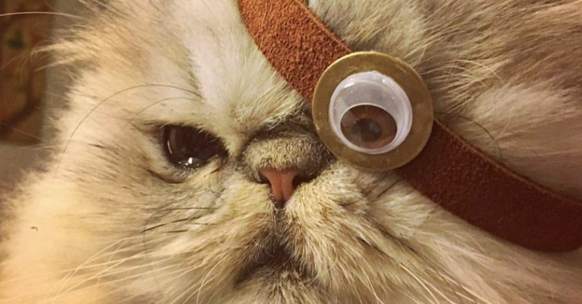 Daily Afternoon Randomness