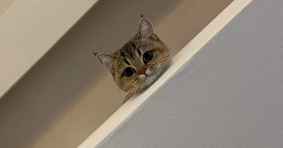 Daily Afternoon Randomness | Random Memes, Photos & Gifs - theCHIVE