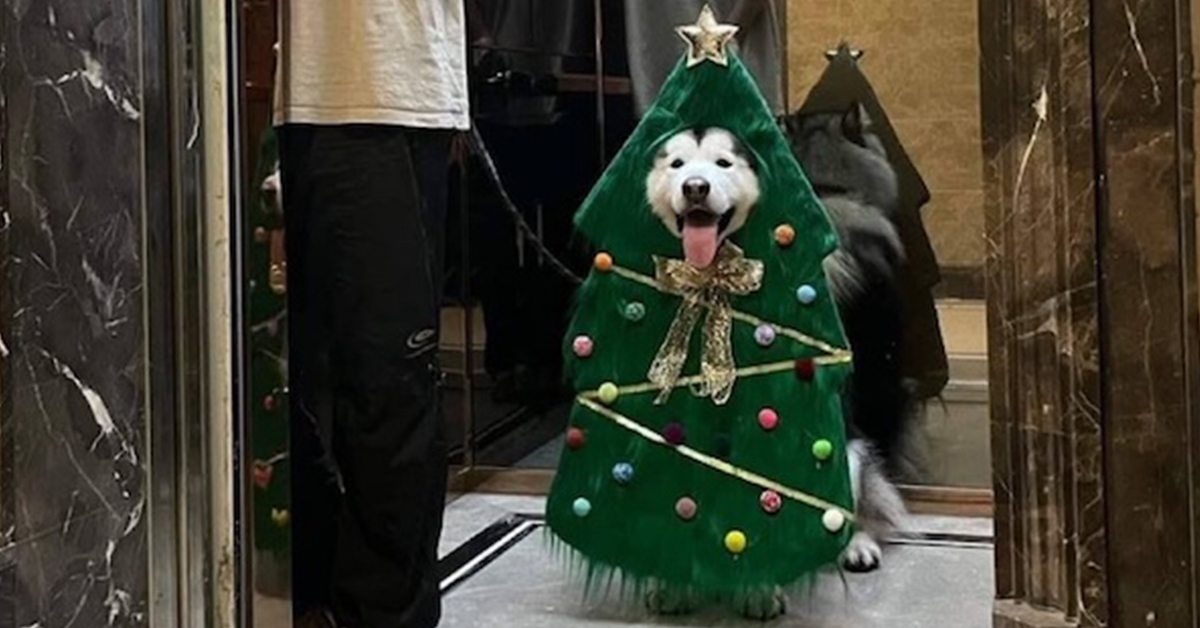 Daily Afternoon Randomness | Random Memes, Photos & Gifs - theCHIVE