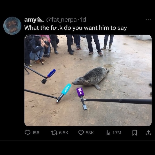 Silly Stupid Memes for Snoozy Saturday Sloths (31 Photos)