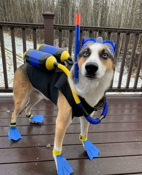 Funny animals, both wild and domesticad, cracking us all up