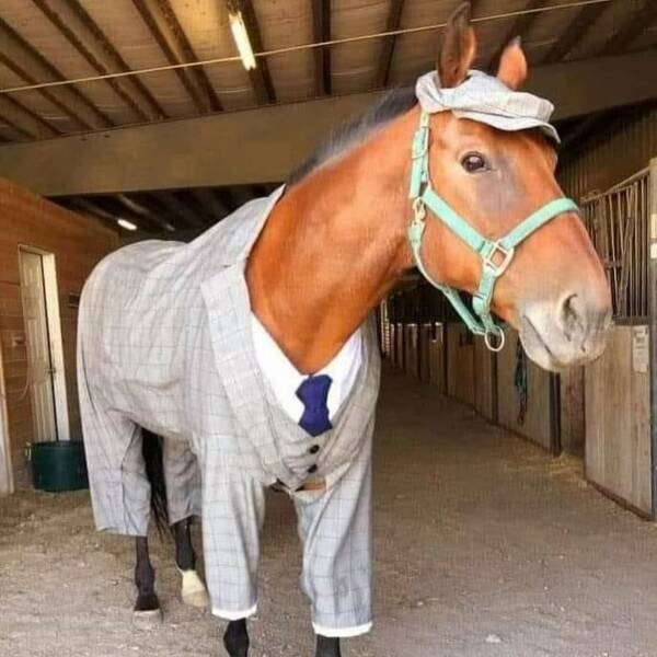 Funny animals, both wild and domesticad, cracking us all up