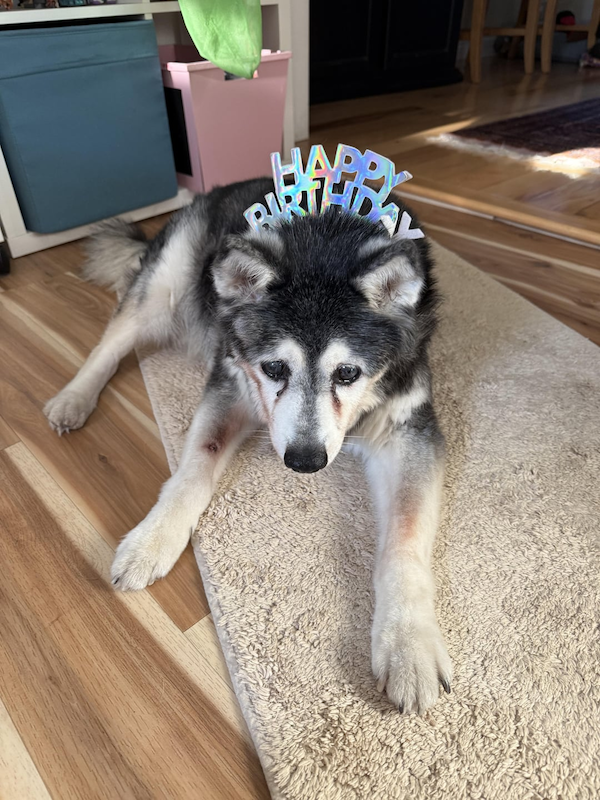 Funny animals, both wild and domesticad, cracking us all up