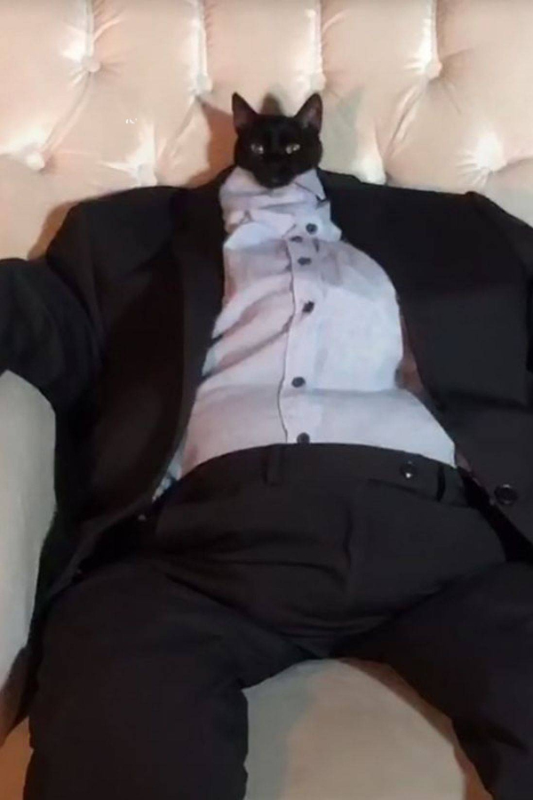 The Cats Are Here, so Let’s Play!