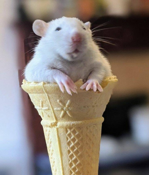 A gathering of amusing animals that will make us all howl with LOLs