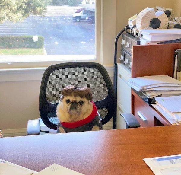 Funny animals, both wild and domesticad, cracking us all up