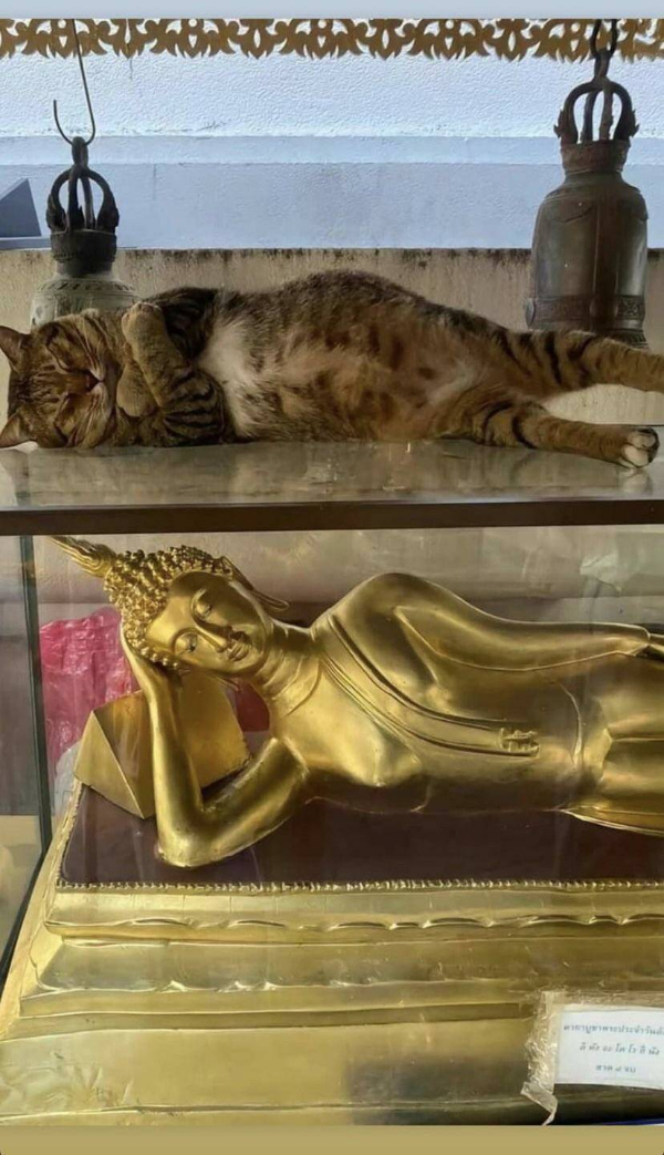 The Cats Are Here, so Let’s Play!