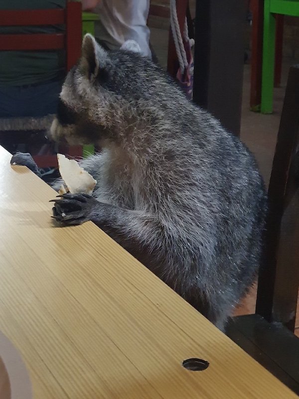 You can eat tacos with raccoons at this Mexican restaurant