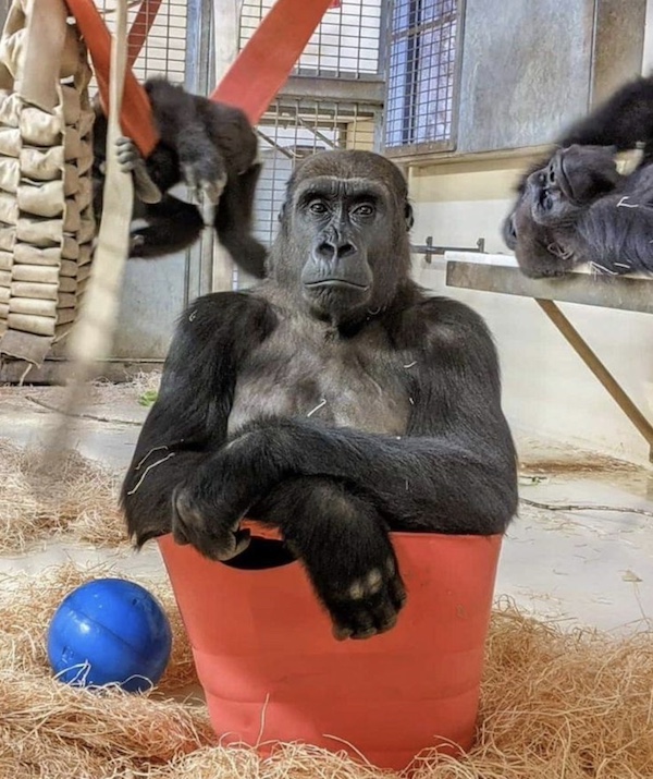 A gathering of amusing animals that will make us all howl with LOLs