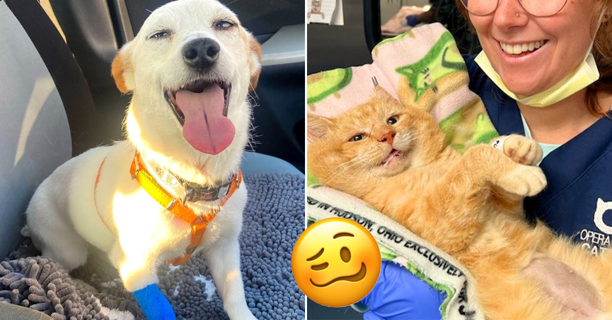 These animals are zonked & zooted after their vet visits