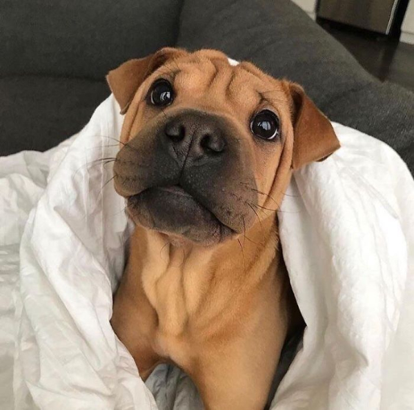 Throw a Bone to These Good Boys