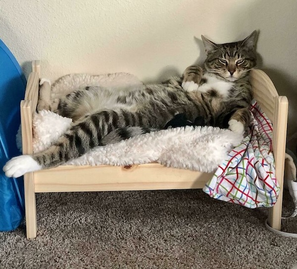 Spoiled pets that are living a life of luxury
