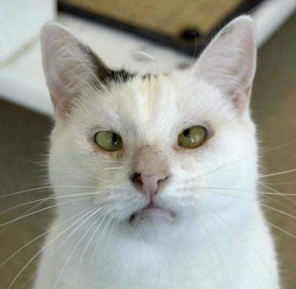 Stunning Animals with Spectacularly Strange Genetics (34 Photos)