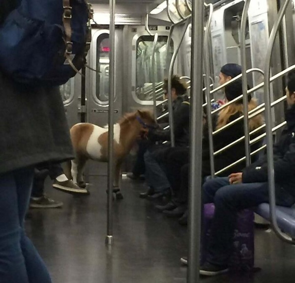 Subways are a melting pot of insanity