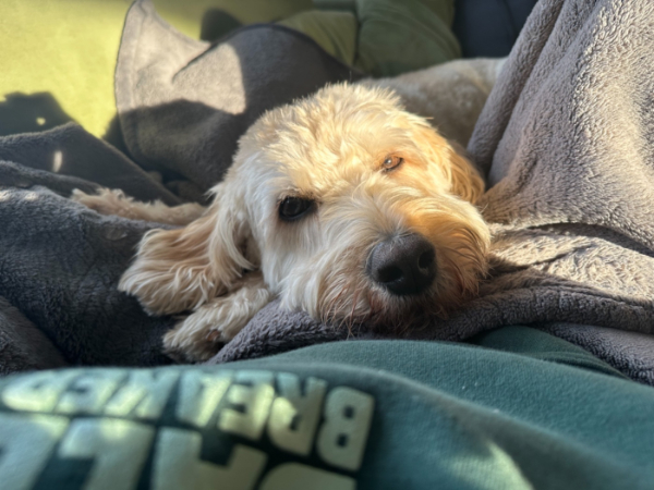 Throw a Bone to These Good Boys