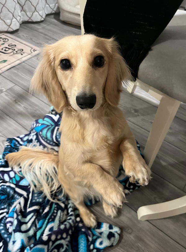 Throw a Bone to These Good Boys