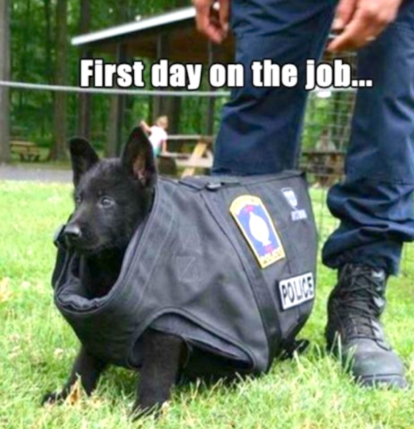 Memes Dogs Brave Military Service K9 Up Lifting Photo Compilation 2025