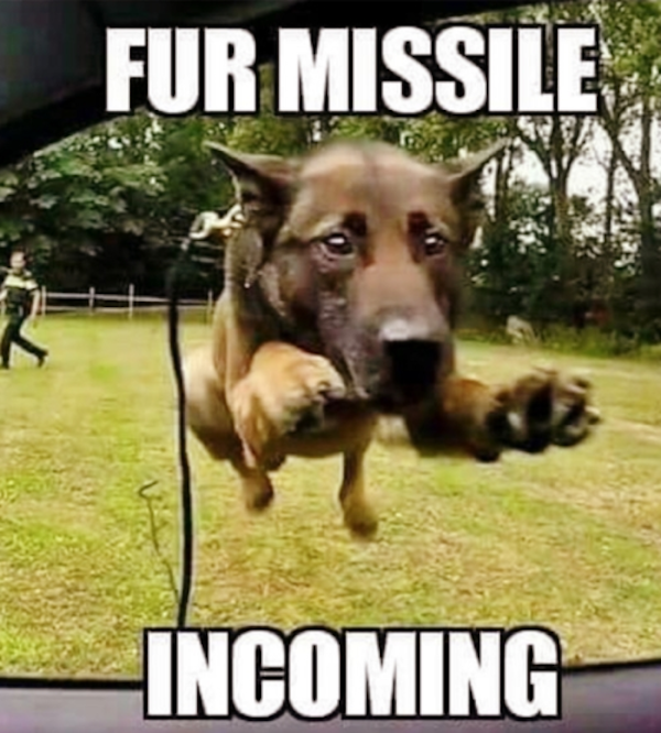 Memes Dogs Brave Military Service K9 Up Lifting Photo Compilation 2025
