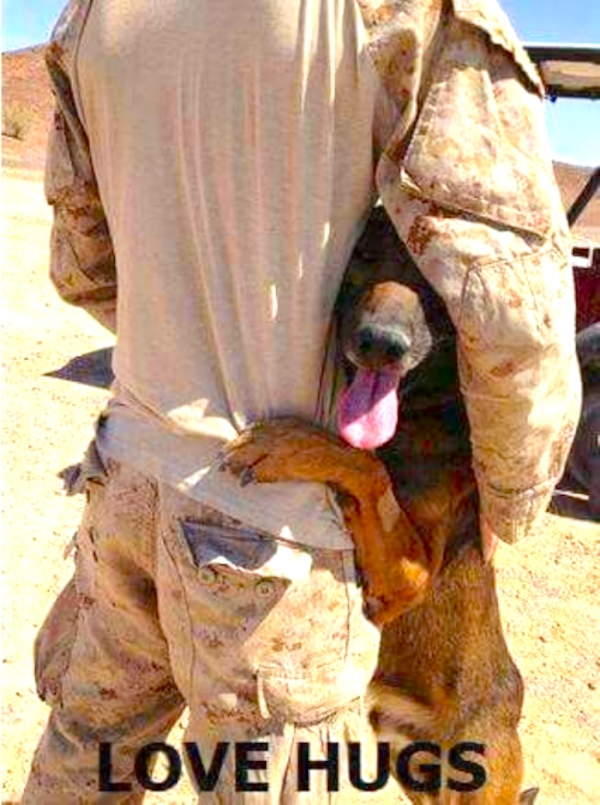 Memes Dogs Brave Military Service K9 Up Lifting Photo Compilation 2025