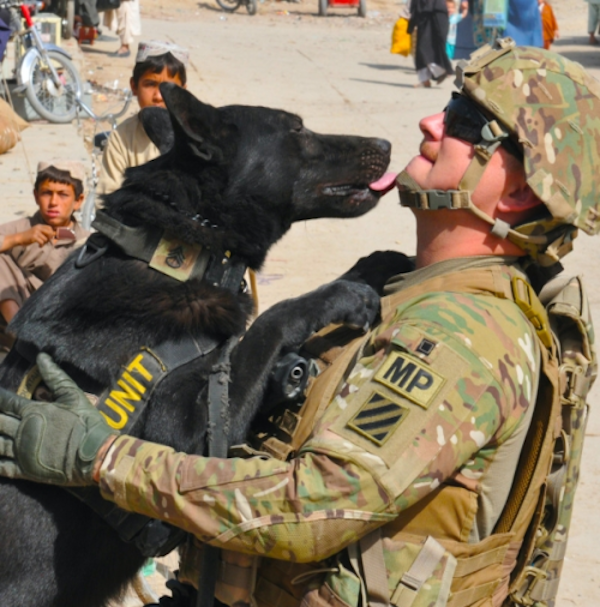 Memes Dogs Brave Military Service K9 Up Lifting Photo Compilation 2025