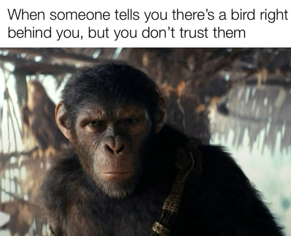 NAILed IT Memes Photos Best Mindless Dumb Logic Best Captions Pic 2025