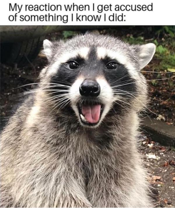 Memes Not Wrong but Lack Logic yet Too True Photos Compilation