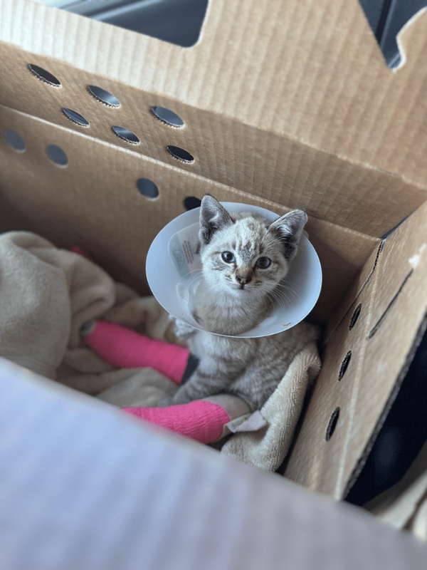 Welcome to the First Cat Saturday of the Year!