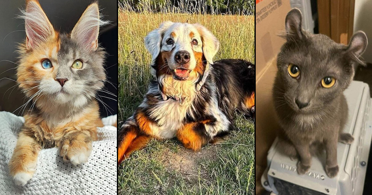 Stunning Animals with Spectacularly Strange Genetics (34 Photos)